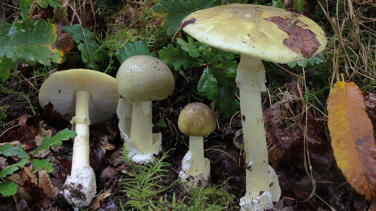 "European clinics use Galician mushrooms in oncology" in the voice of ...