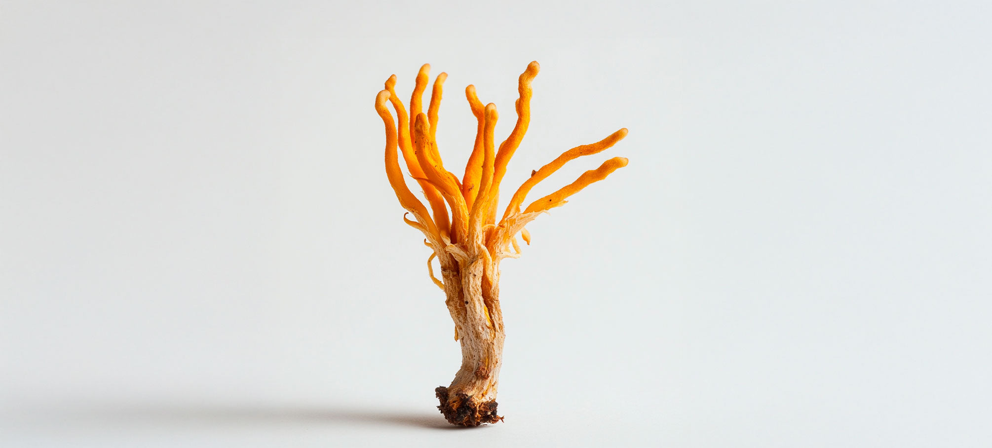 Cordyceps fungus Nutrients and properties | Hifas da Terra
